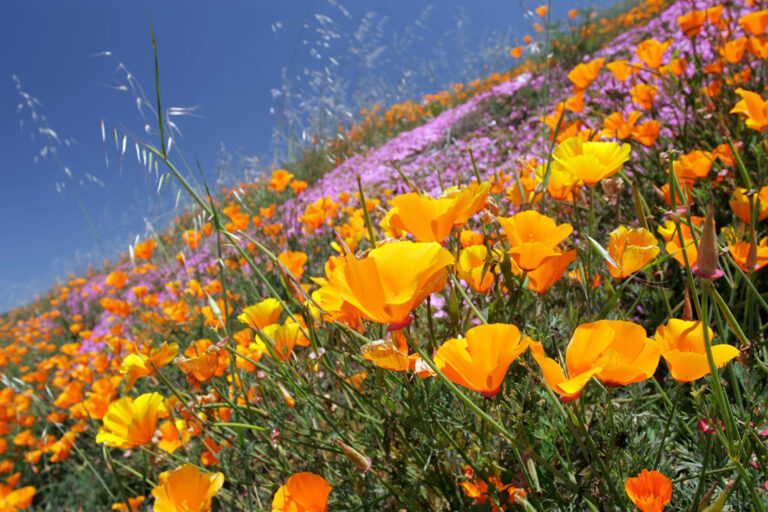 Why is Orange the Color of Fertility? - Reproductive Fertility Center