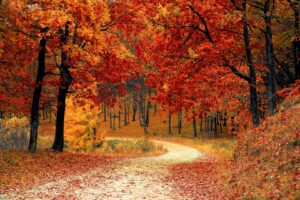 Why is Orange the Color of Fertility? - Reproductive Fertility Center